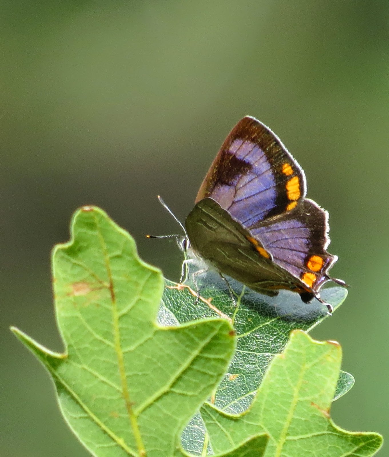 Colorado’s State Insect: Colorado Hairstreak Butterfly – Mile High Bug Club