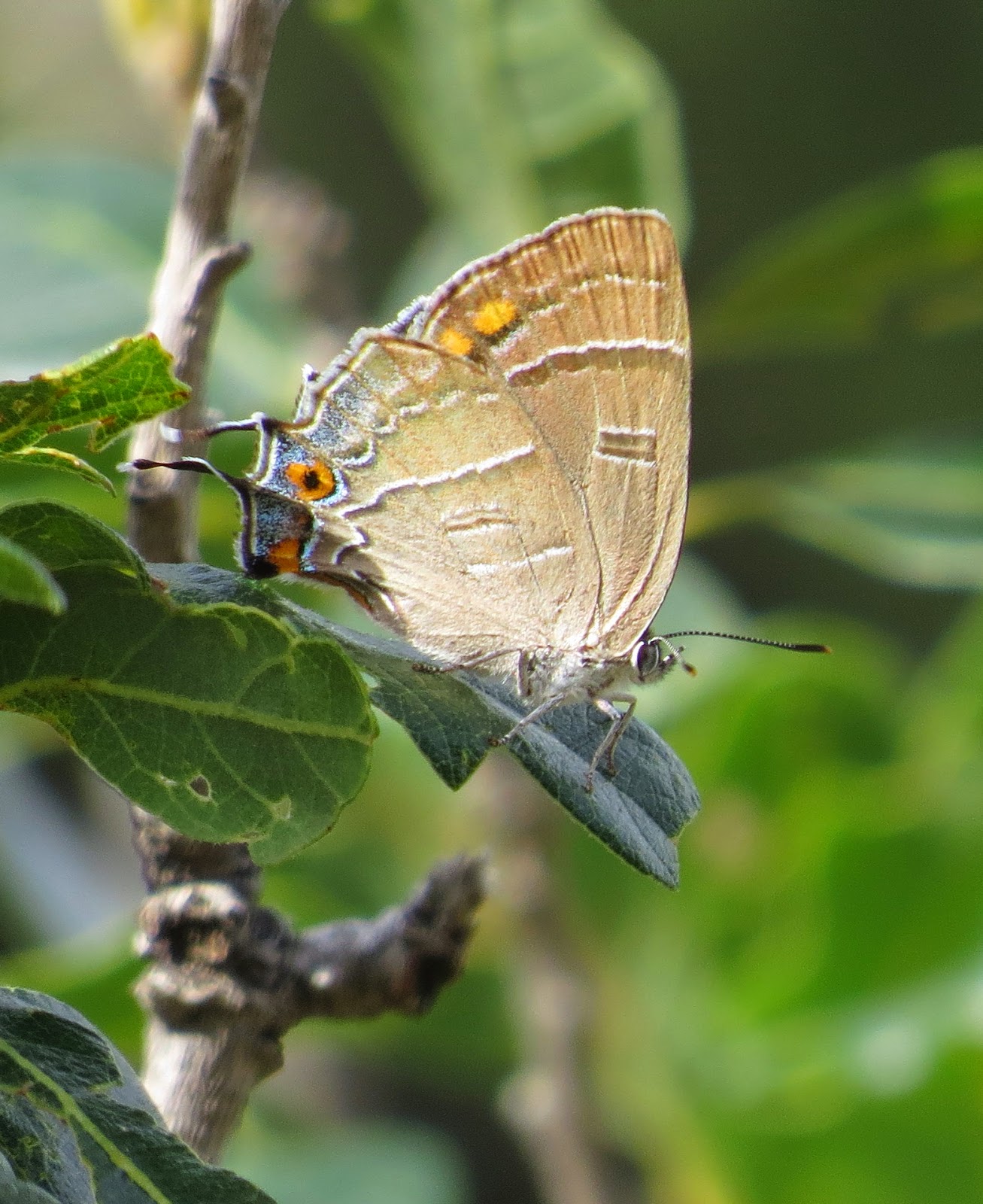 Colorado’s State Insect: Colorado Hairstreak Butterfly – Mile High Bug Club