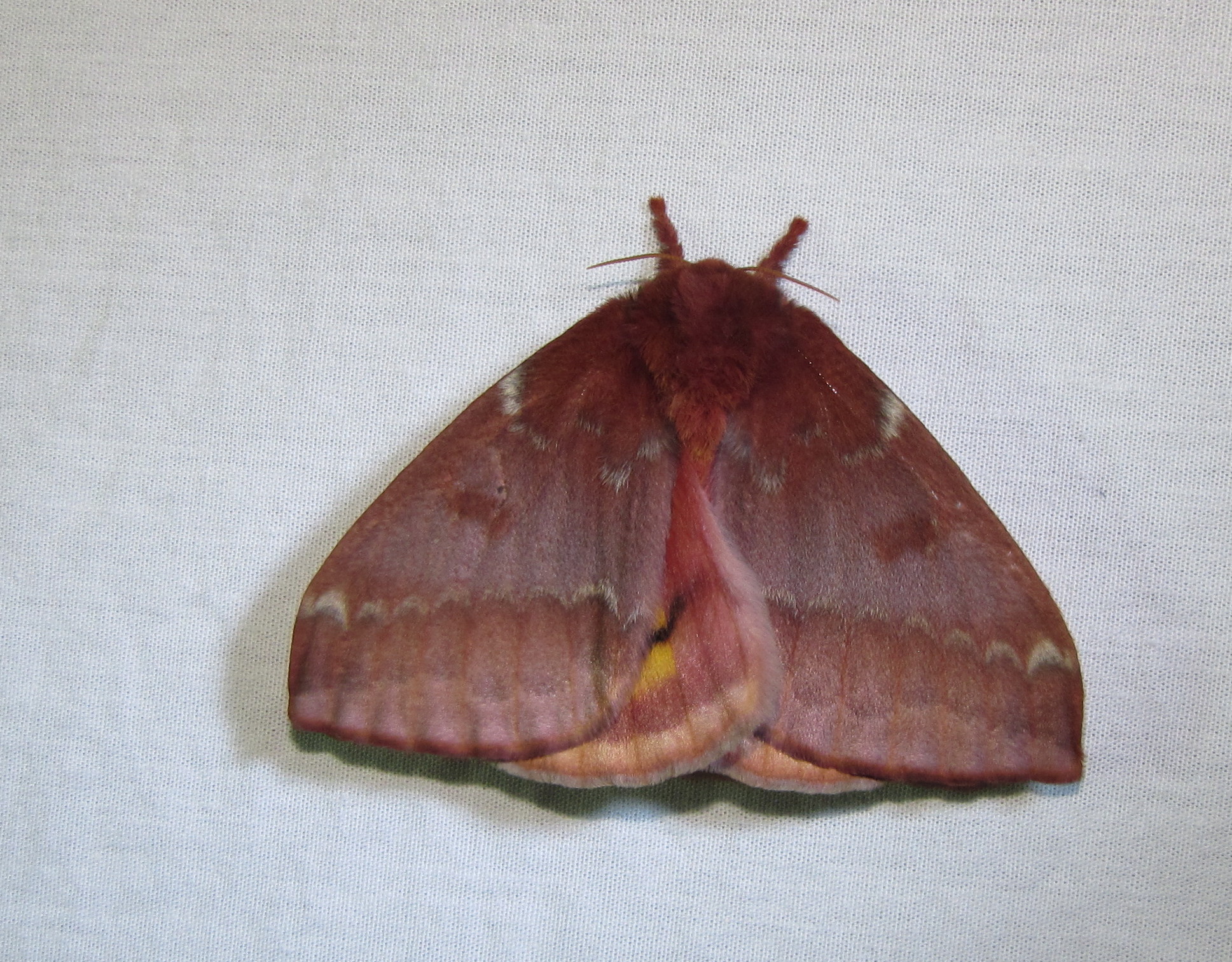 New Moon Moth Night: A Pleasant Surprise! – Mile High Bug Club