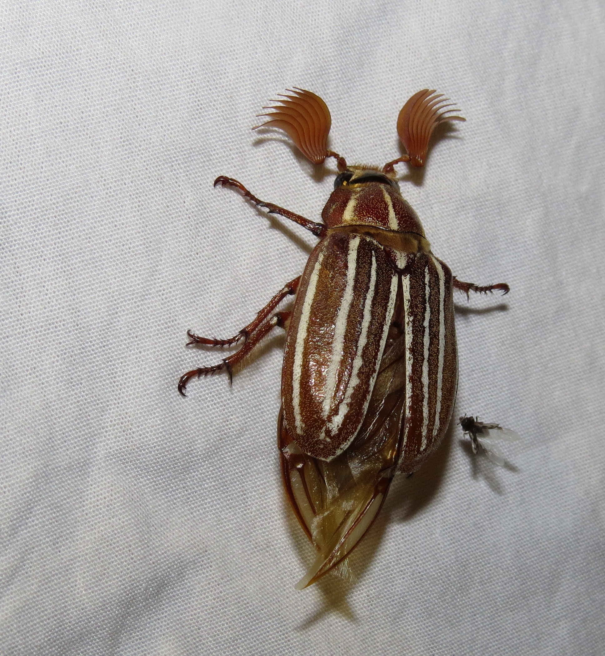 National Moth Week Kickoff at Chico Basin Ranch – Mile High Bug Club